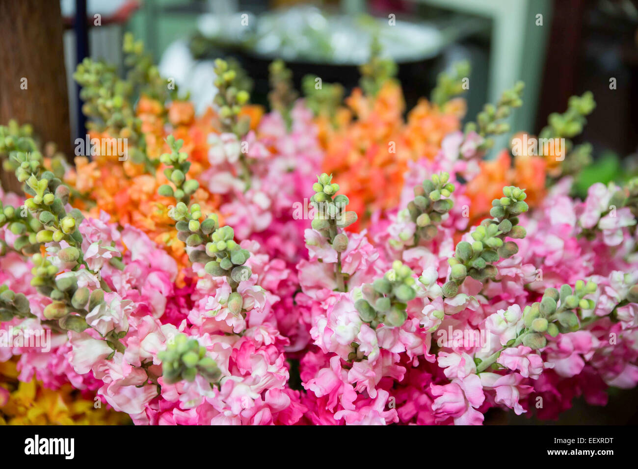 Blooming colorful flowers hi-res stock photography and images - Alamy