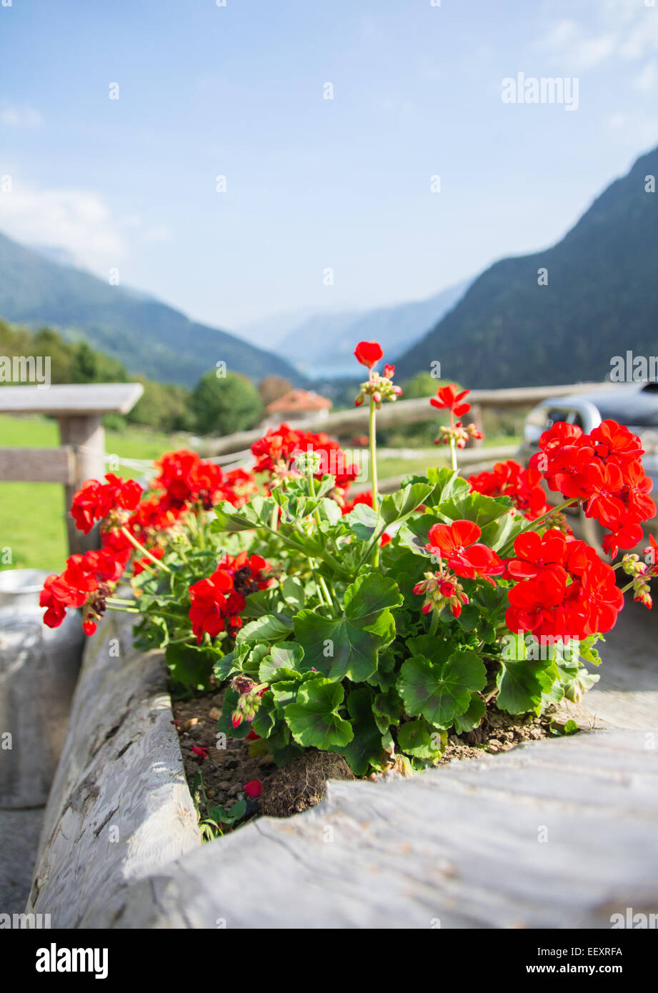 Orange Pink Flowers Geranium Stock Photos & Orange Pink Flowers ...