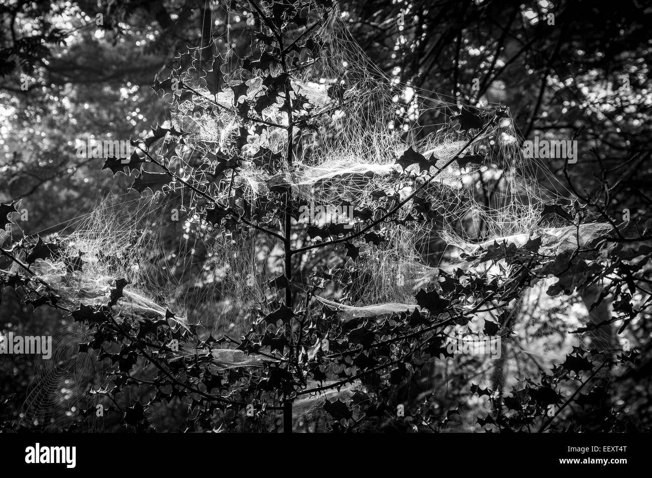 Spider hanging from web hi-res stock photography and images - Alamy