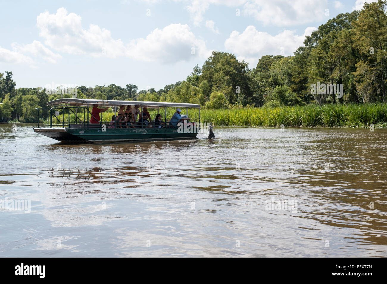 Louisiana swamp land , Delta , wetlands .Mississippi river .ecotourism ...