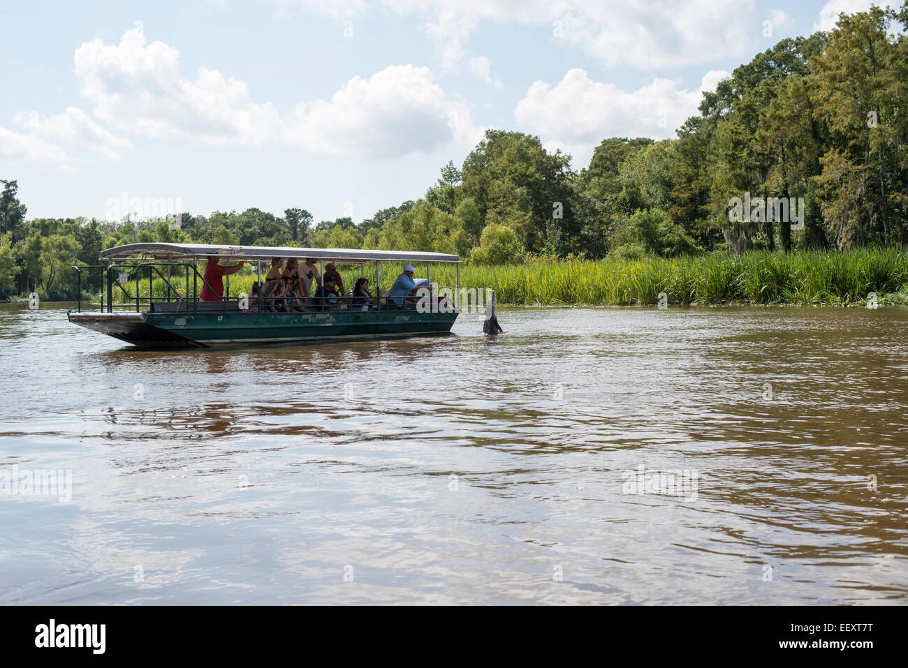 Louisiana swamp land , Delta , wetlands .Mississippi river .ecotourism ...