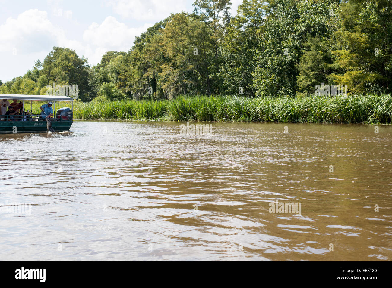 Louisiana swamp land , Delta , wetlands .Mississippi river .tourism ...