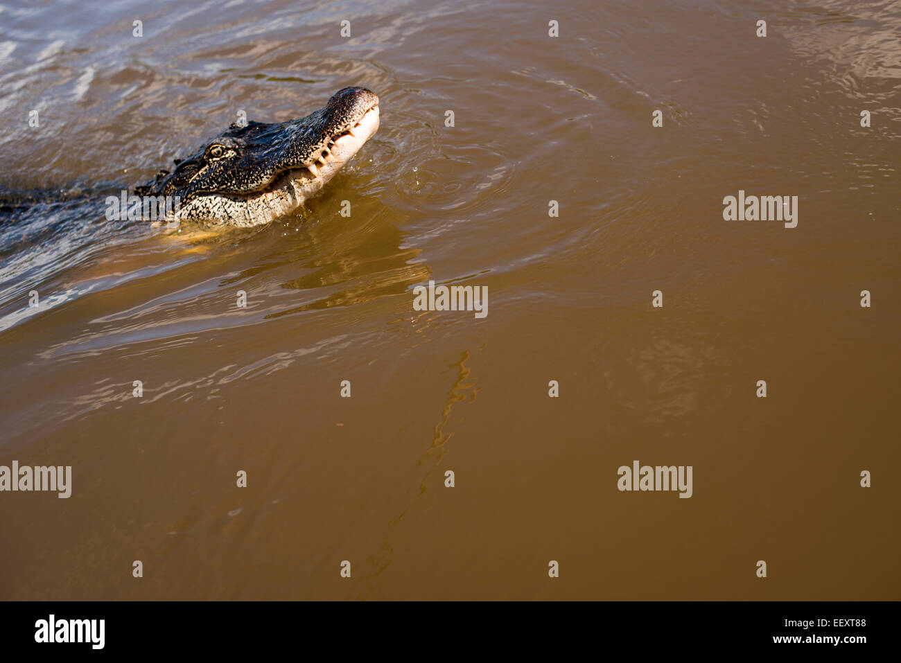 Louisiana swamp land , Delta , wetlands .Mississippi river .alligator ...