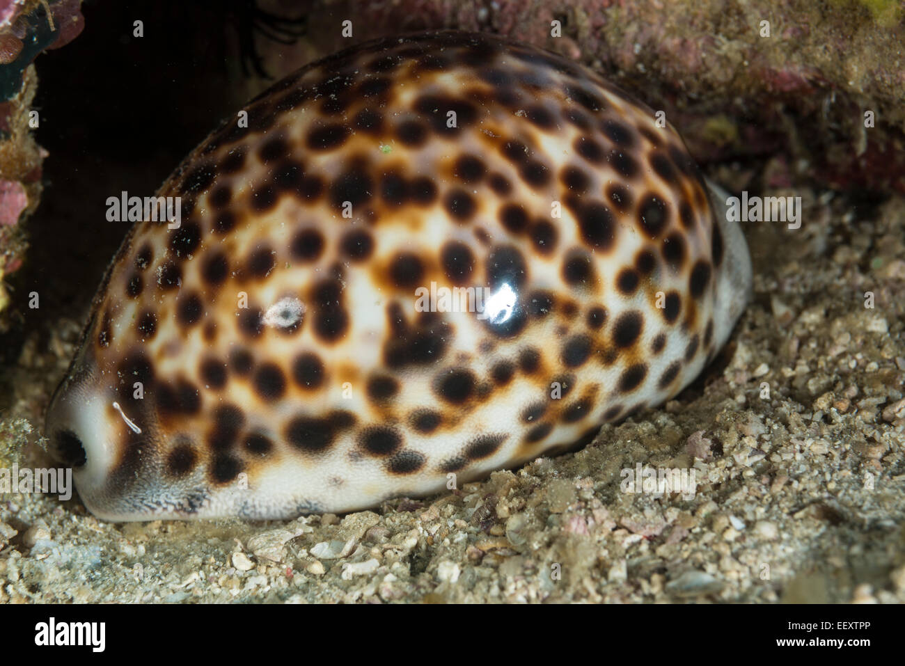 Golden cowrie hi-res stock photography and images - Alamy