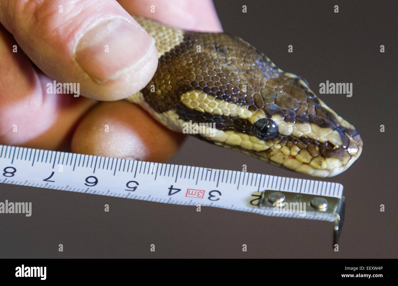 Osnabrueck, Germany. 23rd Jan, 2015. A royal python is measured during ...