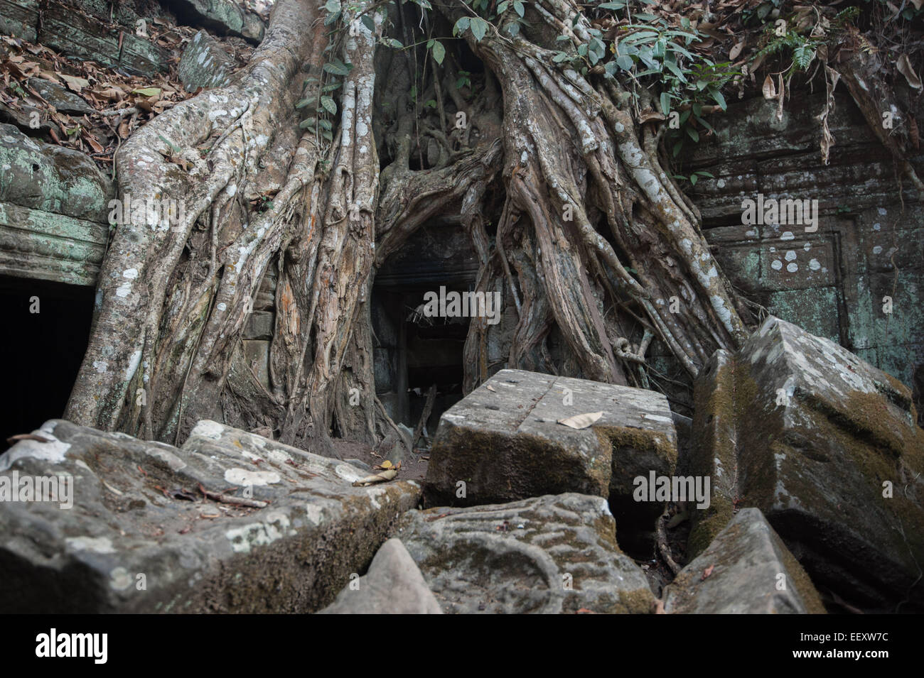 Ancient tree roots over ruins at Ta Phrom, Angkor wat, Cambodia Stock ...