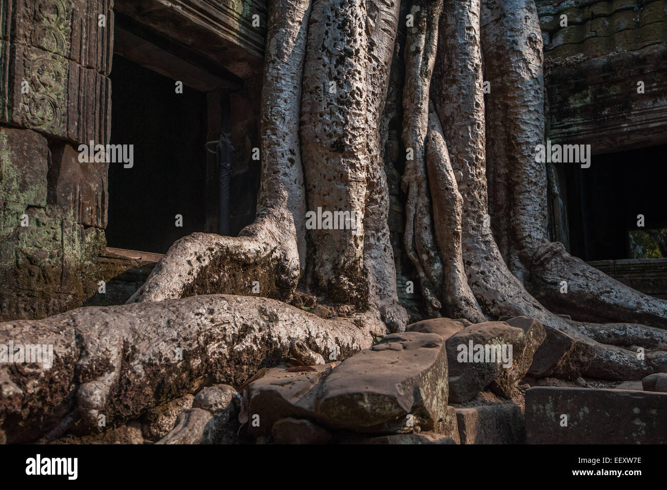 Angkor wat ta tree roots hi-res stock photography and images - Alamy