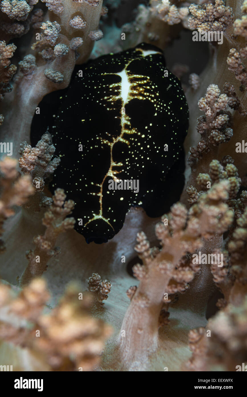 Golden cowrie hi-res stock photography and images - Alamy