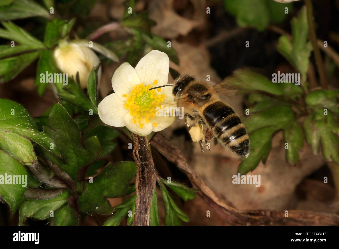 Honey bee on the flower of a wood anemone (Anemona nemorosa). The ...