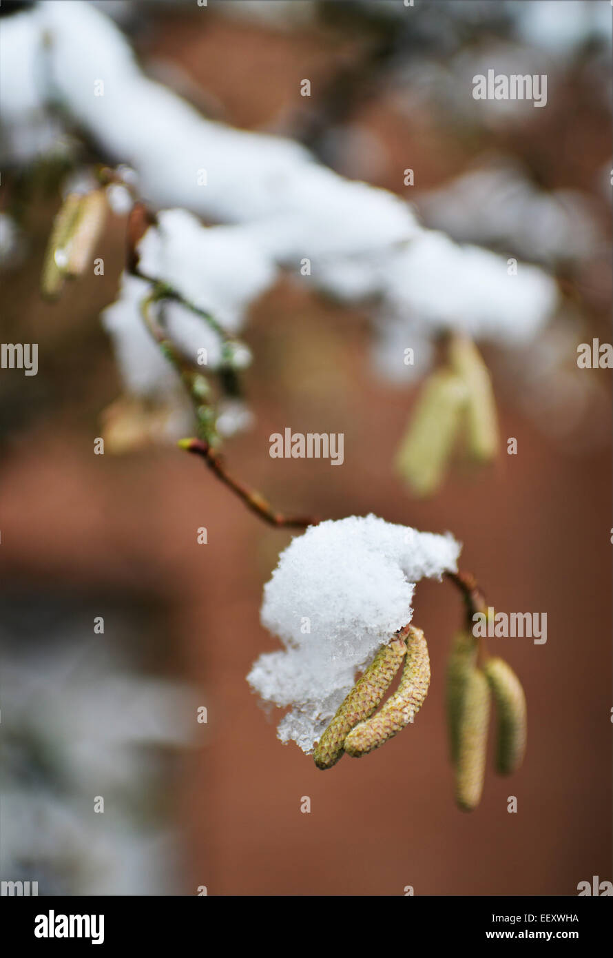 The first snow of winter generates picturesque nature forms in gardens ...