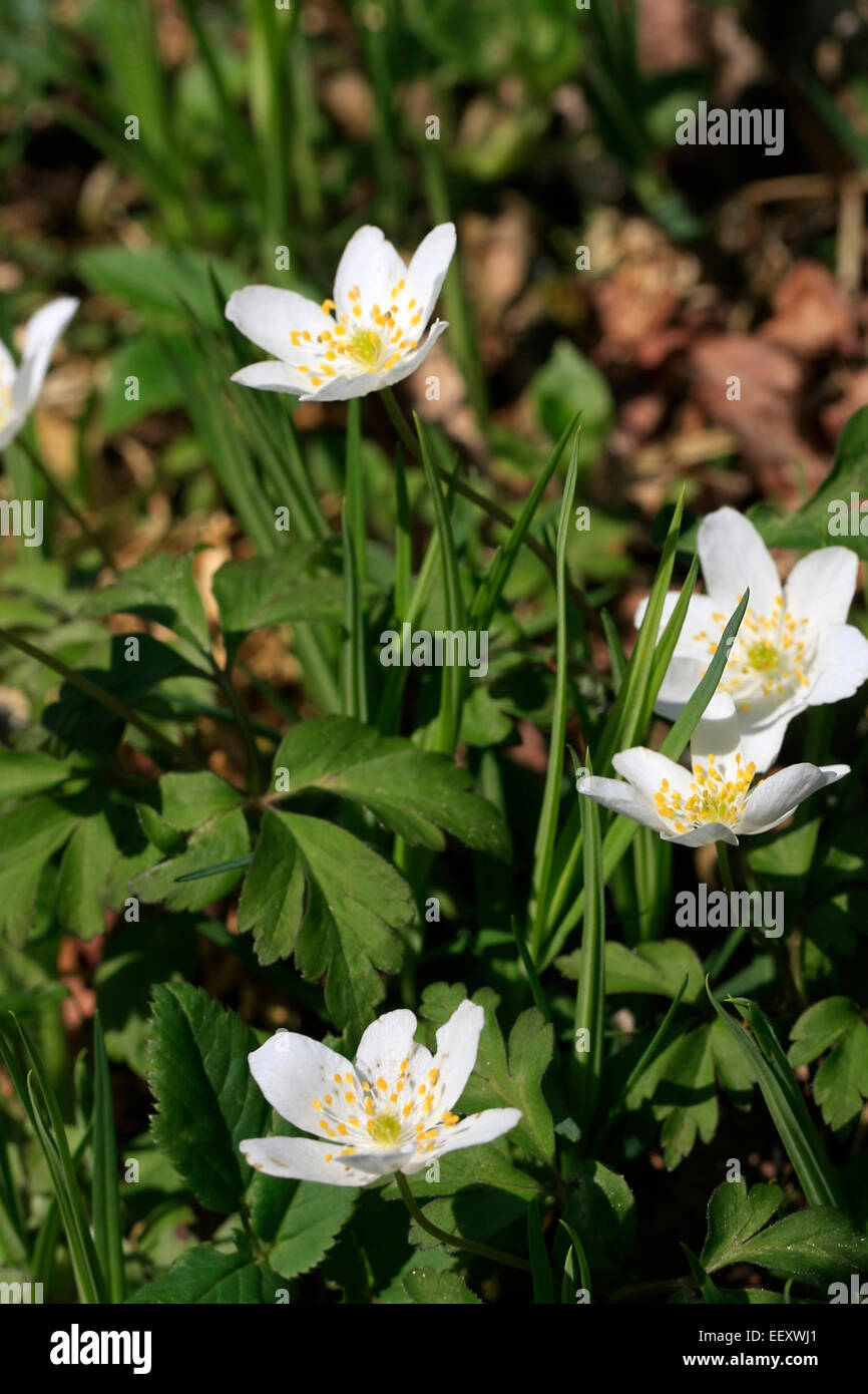 Flower of a wood anemone (Anemona nemorosa). The flowering period is ...