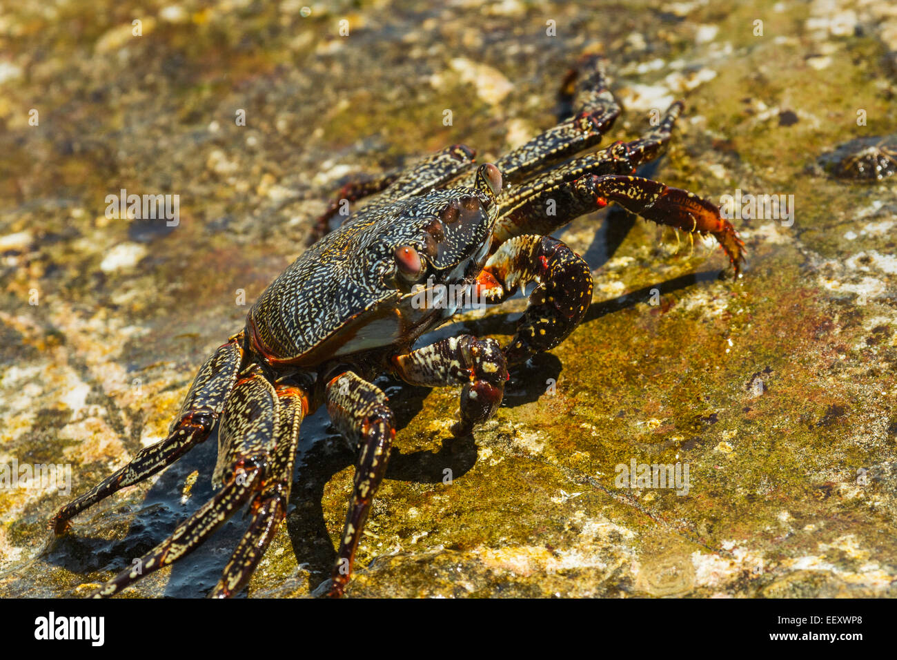 Immature Sally Lightfoot Crab (aka Red Rock Crab, Abuete Negro); Playa ...