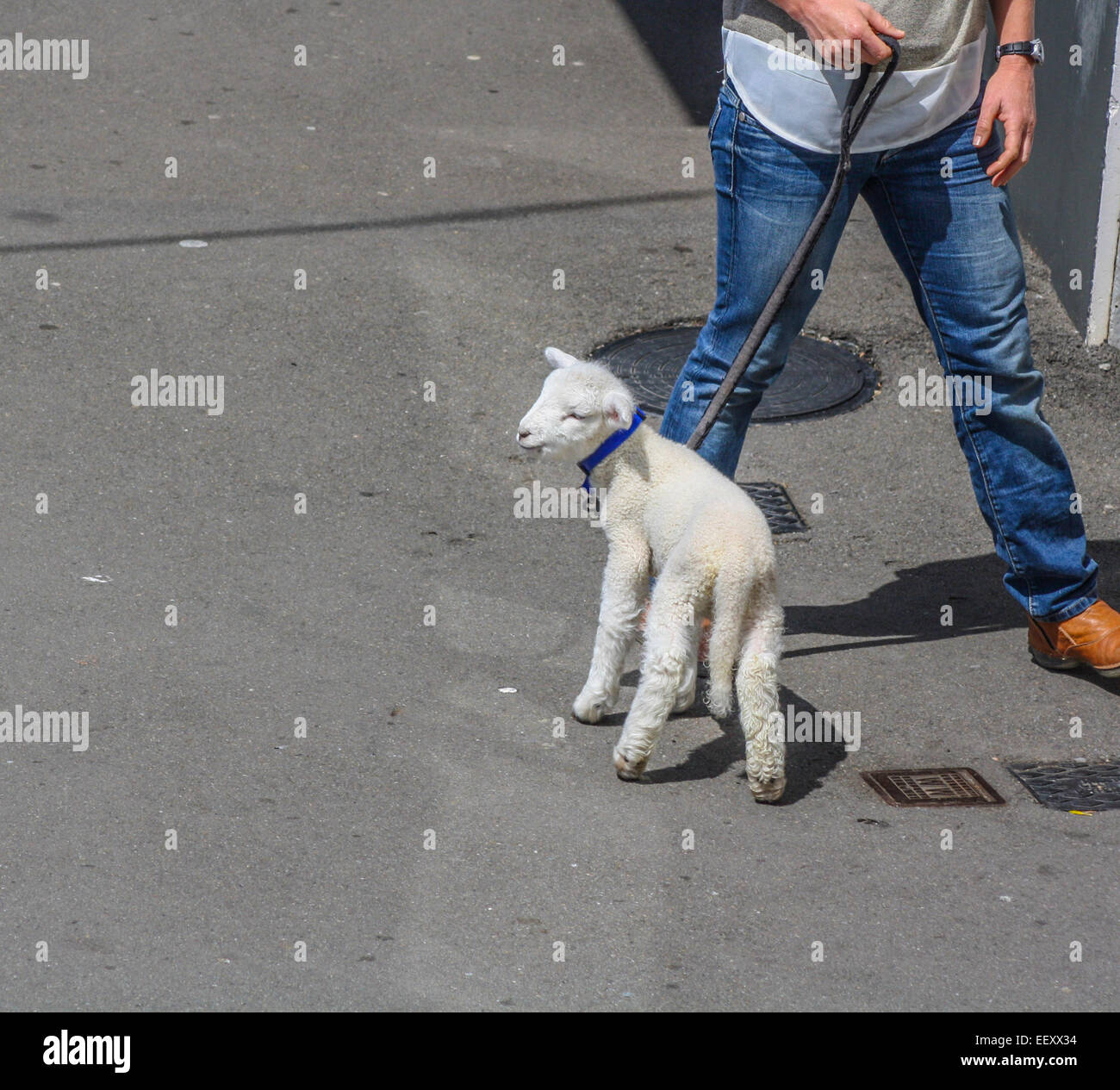 lamb pet in street on lead with young family walking Stock Photo - Alamy