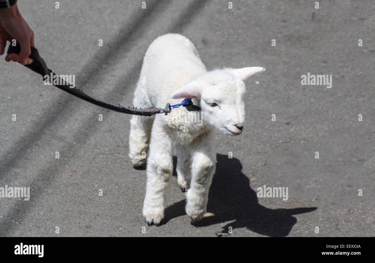 lamb pet in street on lead with young family walking Stock Photo - Alamy