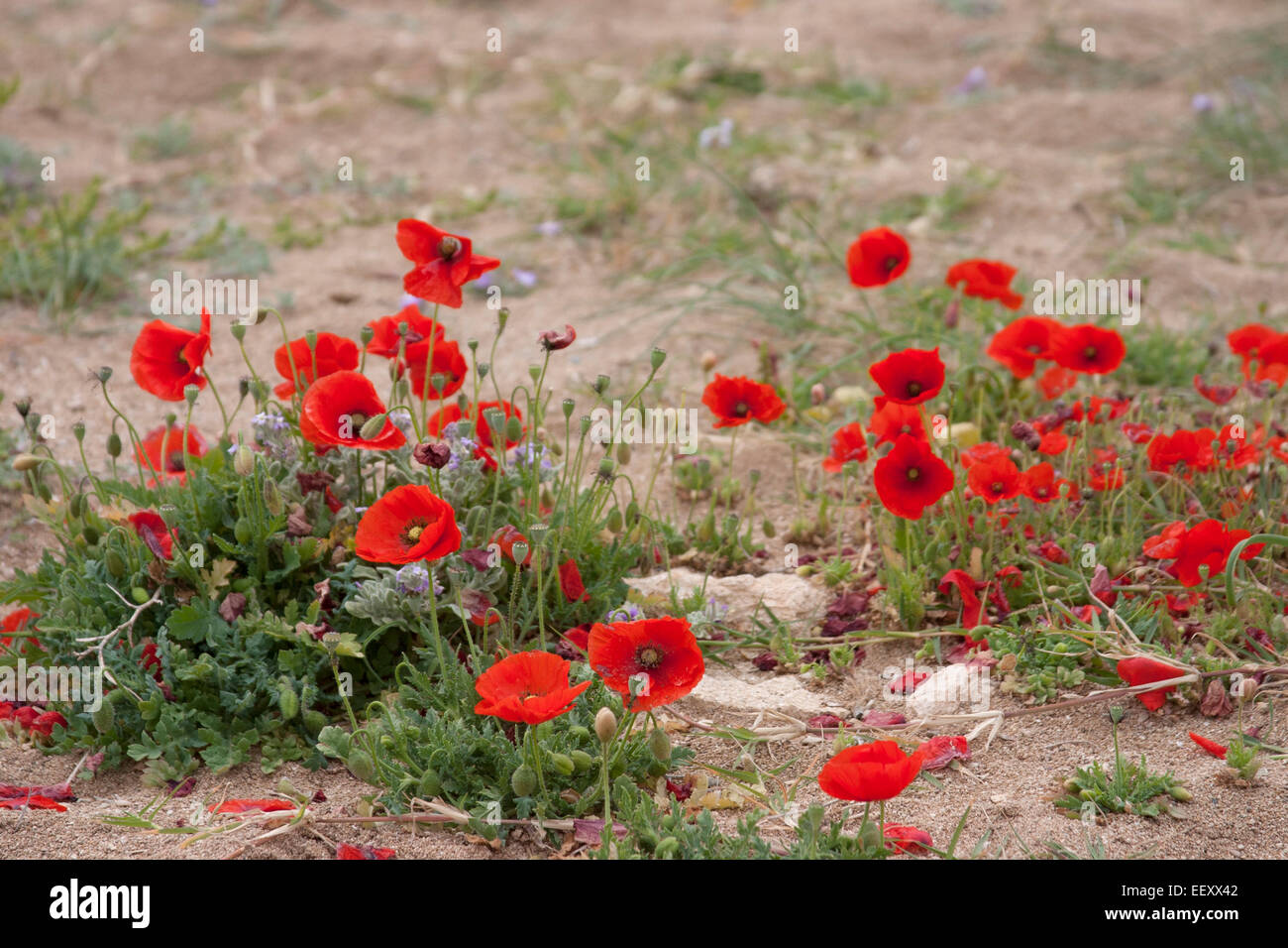 wild poppies on the beach Stock Photo - Alamy