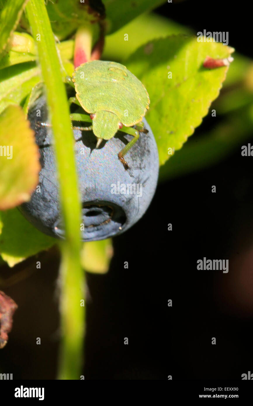 Bumble-bee on the blossom of the blueberry (Vaccinium myrtillus L ...