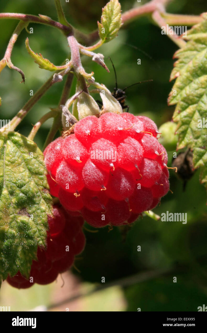 A ripe fruit of a Forest raspberry (Rubus idaeus). The ripe fruits of ...