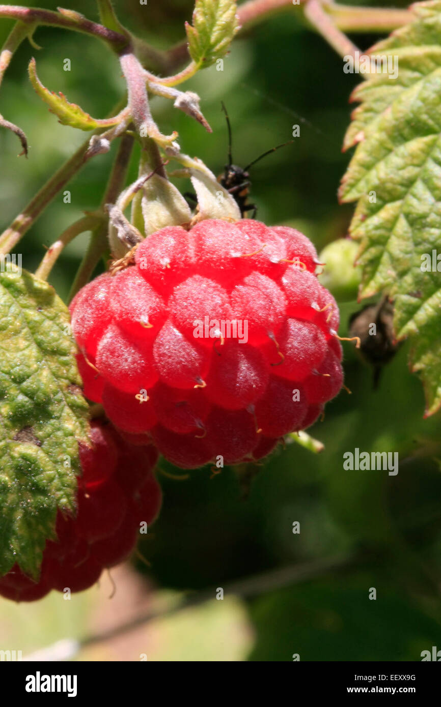 A ripe fruit of a Forest raspberry (Rubus idaeus). The ripe fruits of ...