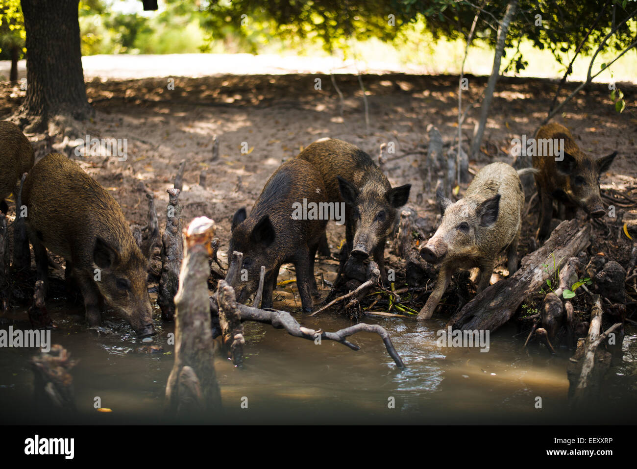 Louisiana swamp land , Delta , wetlands .Mississippi river .feral pigs ...