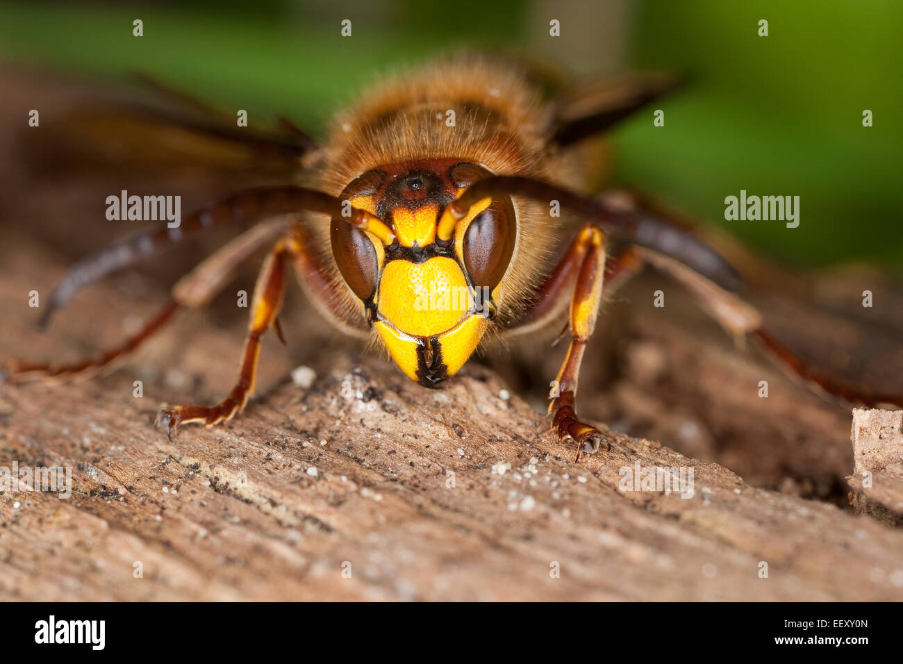 European Hornet High Resolution Stock Photography and Images - Alamy