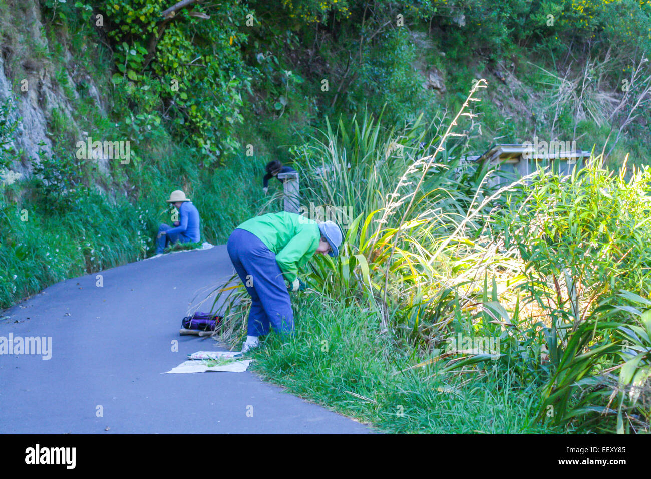 Gardening old lady weeding hi-res stock photography and images - Alamy
