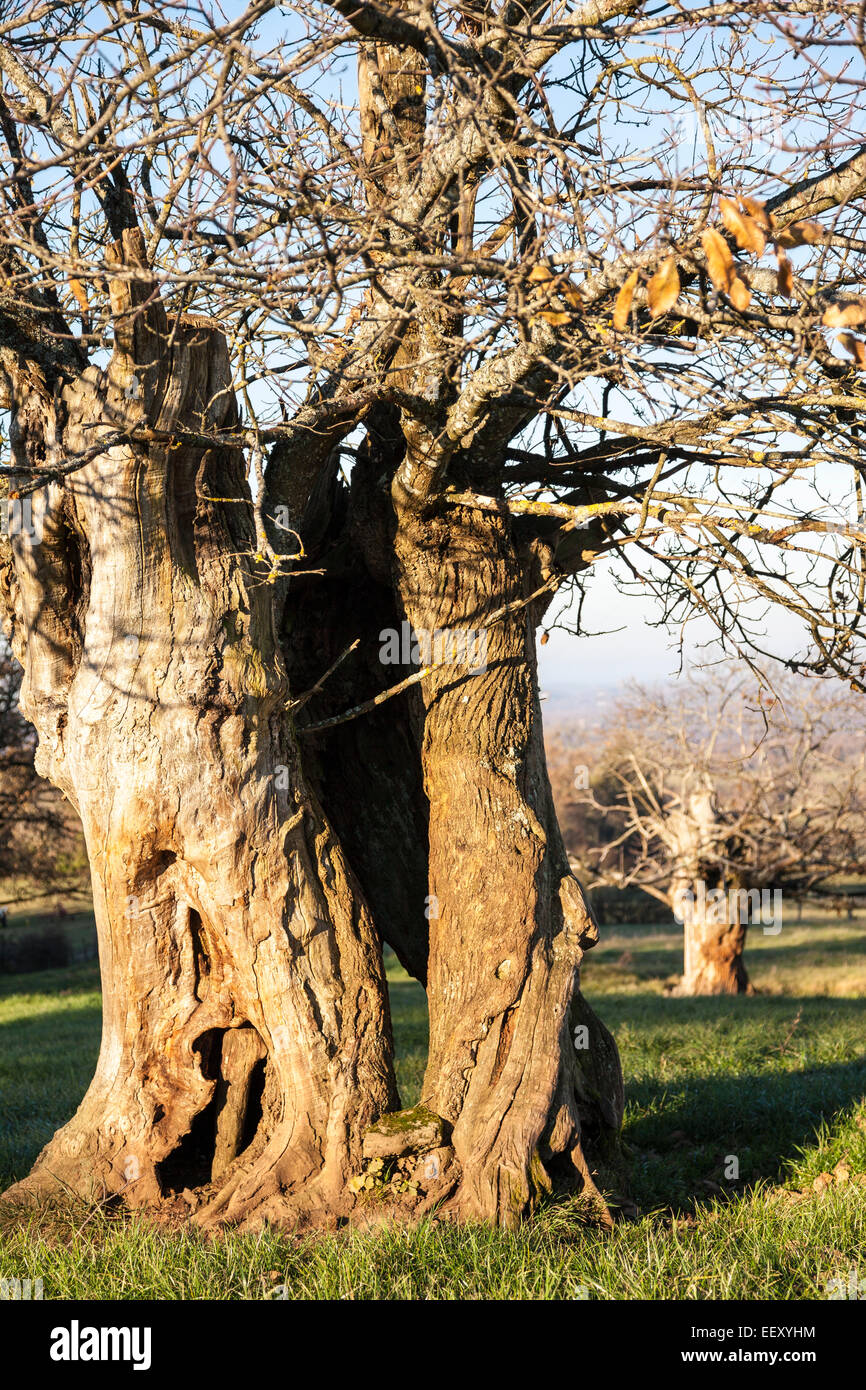 Chestnut tree bark hi-res stock photography and images - Alamy