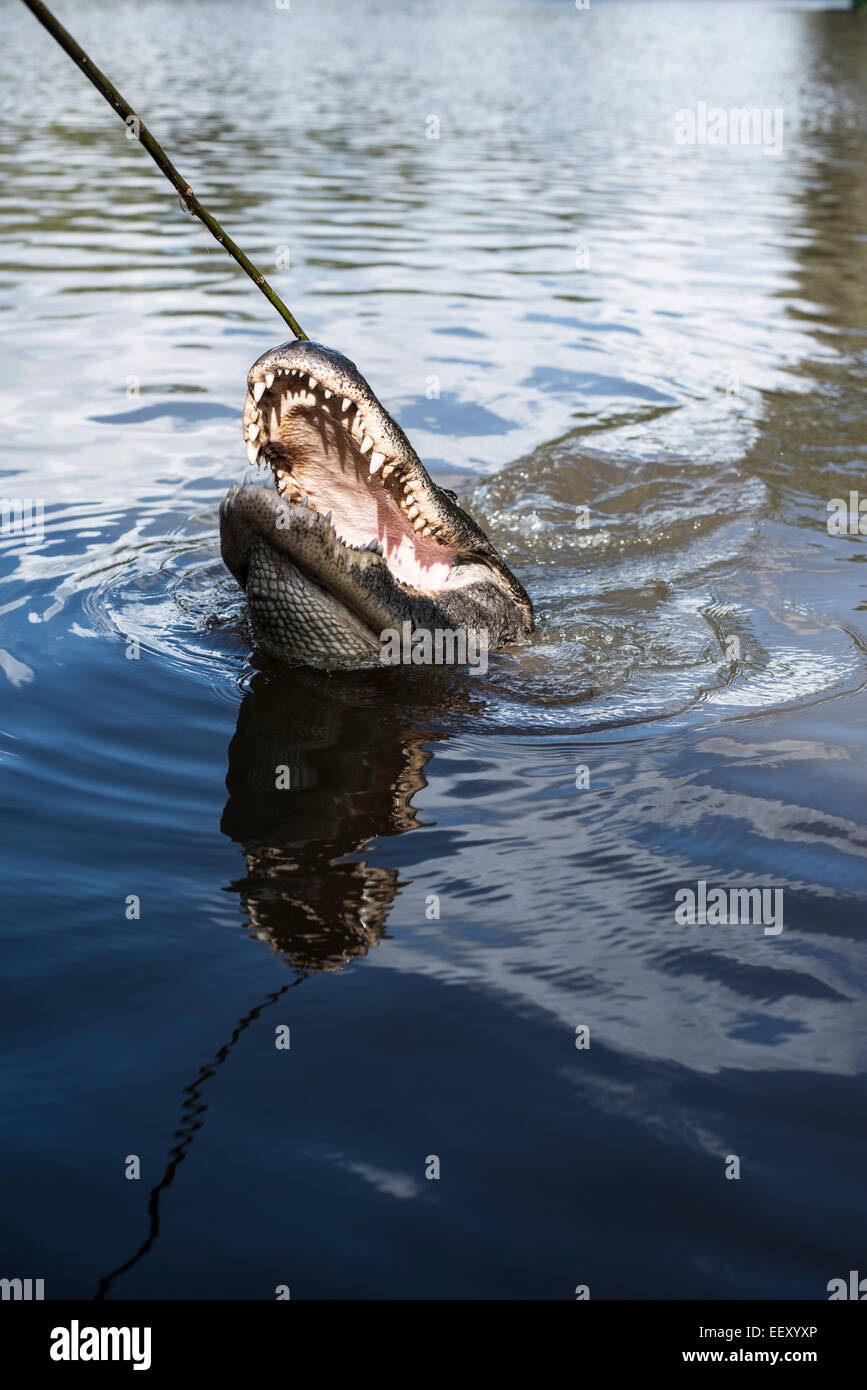 Louisiana swamp land , Delta , wetlands .Mississippi river .alligator ...