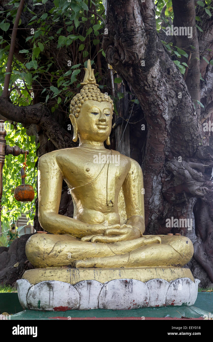 Buddha statue under the tree Stock Photo - Alamy