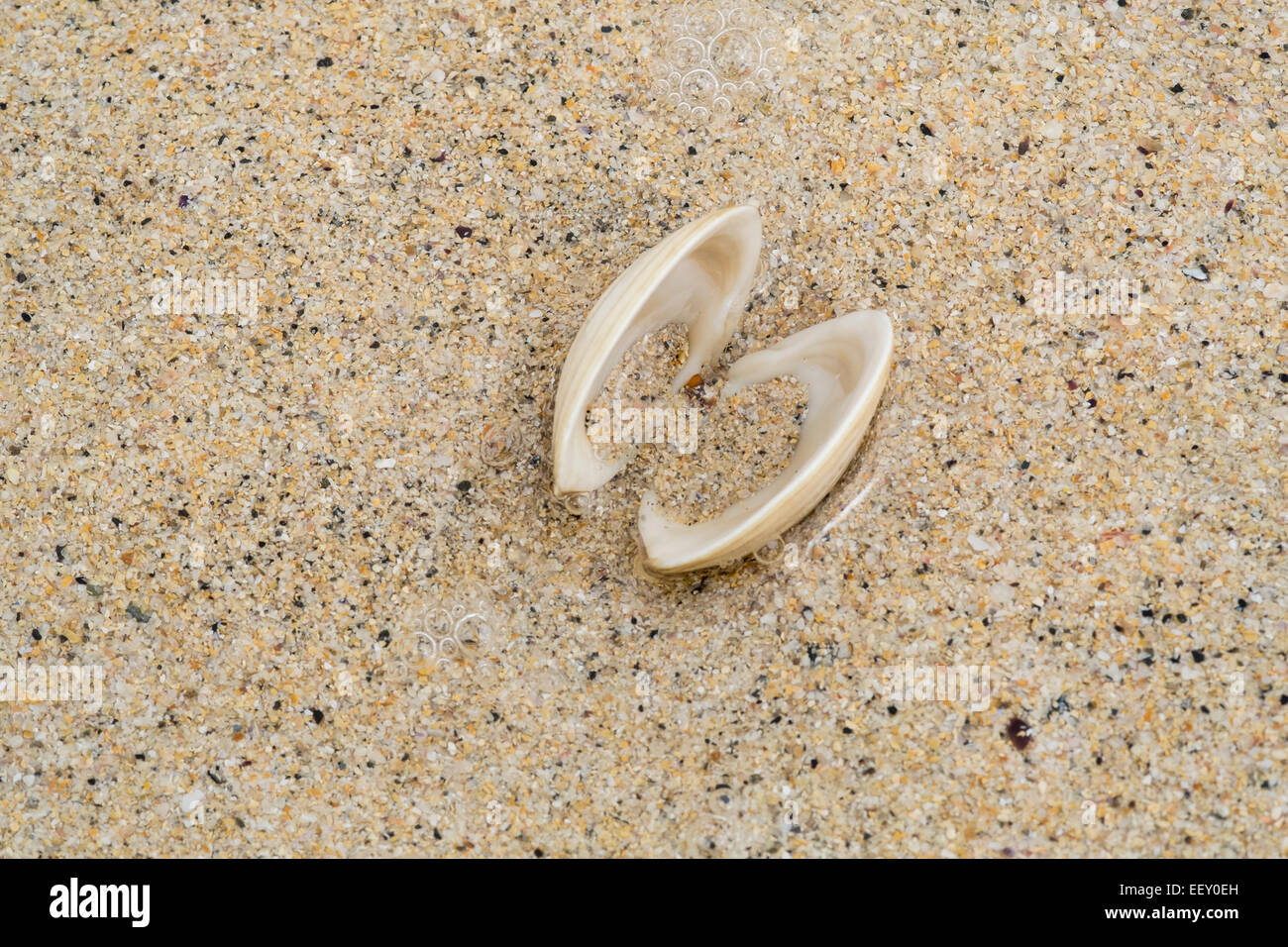 Shell open on a sandy beach Stock Photo - Alamy