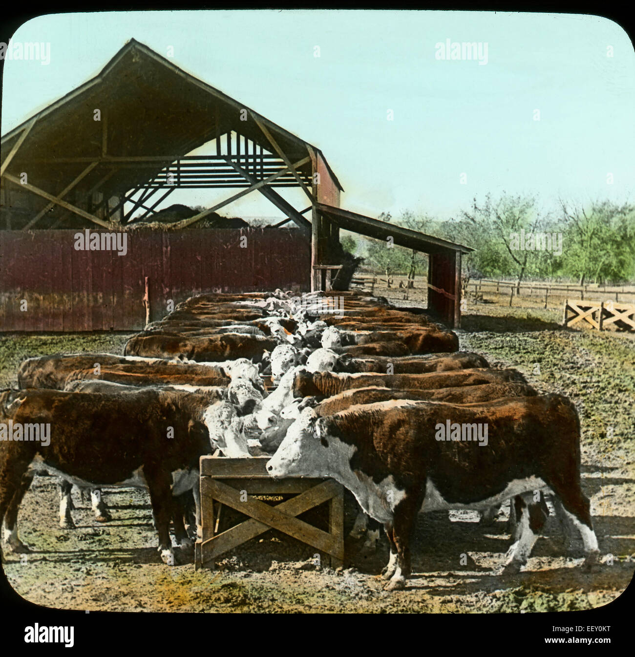 Hereford Cattle in Feeding Pens, Manhattan, Kansas, USA, Magic Lantern ...