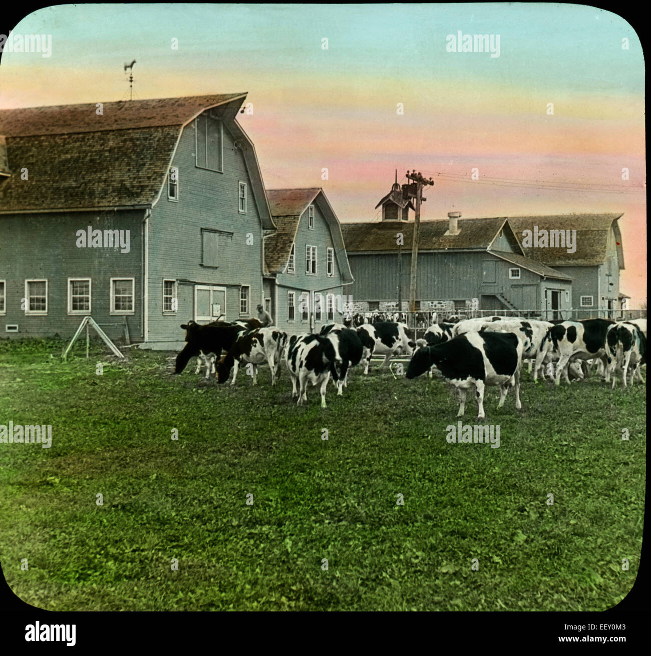 Dairy Barn and Holstein Cattle, Lakemills, Wisconsin, USA, Magic ...