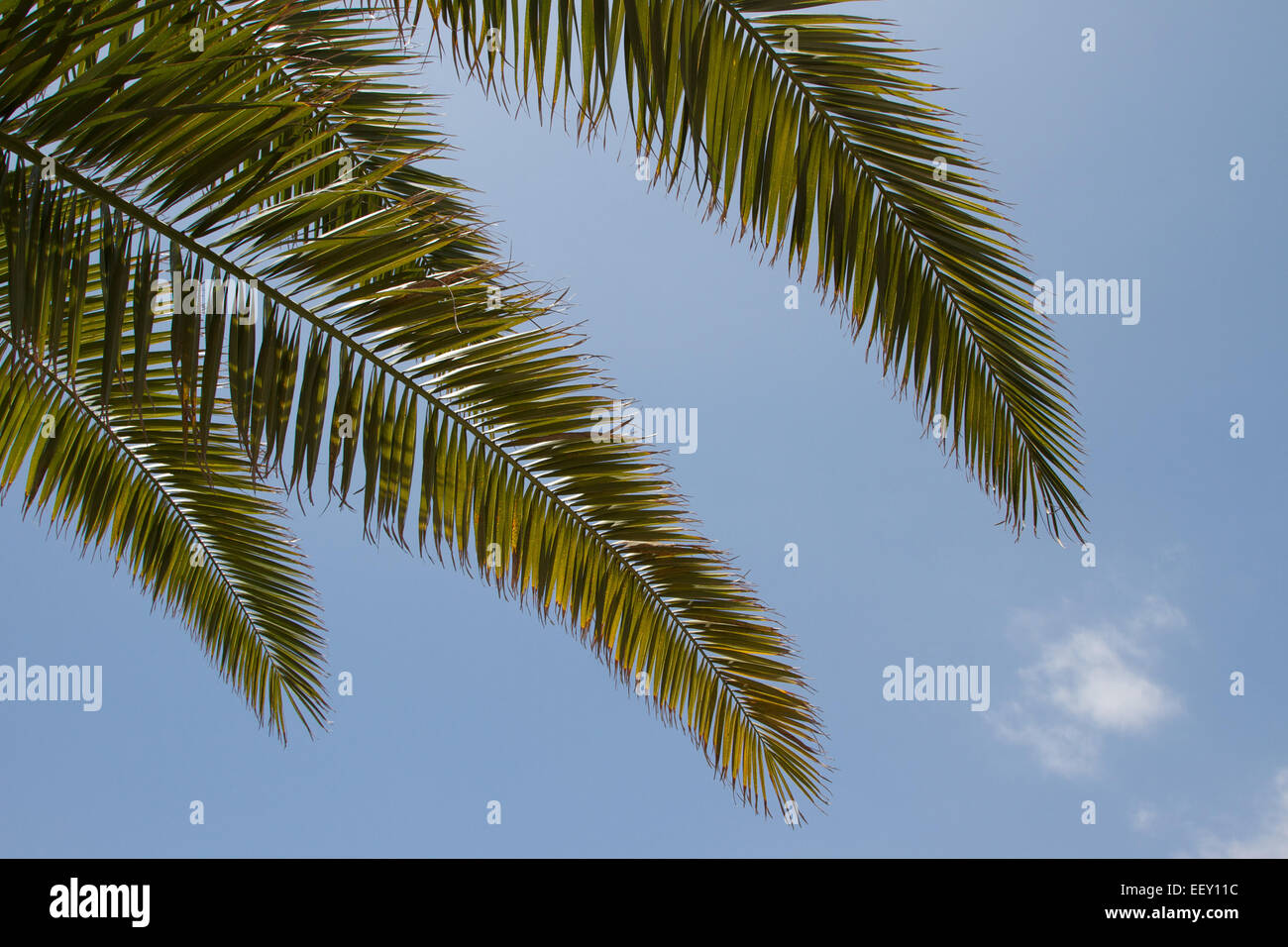 Waving palm branches hi-res stock photography and images - Alamy