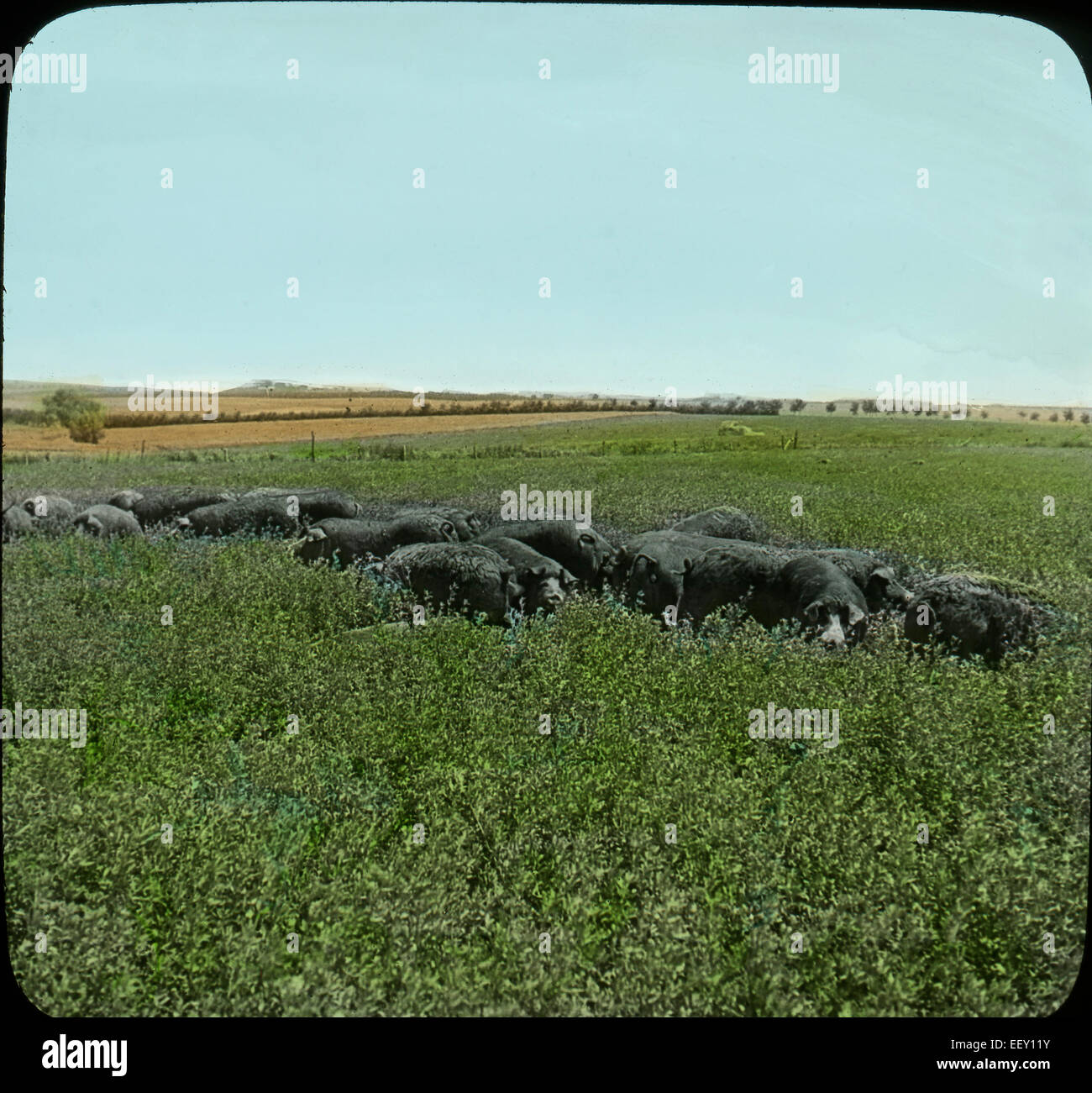 Hogs in Alfalfa Pasture, Effingham, Kansas, USA, Magic Lantern Slide ...