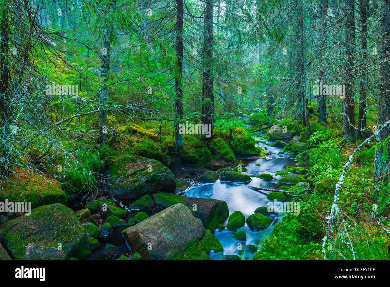 Colorful forest landscape after rain Stock Photo - Alamy