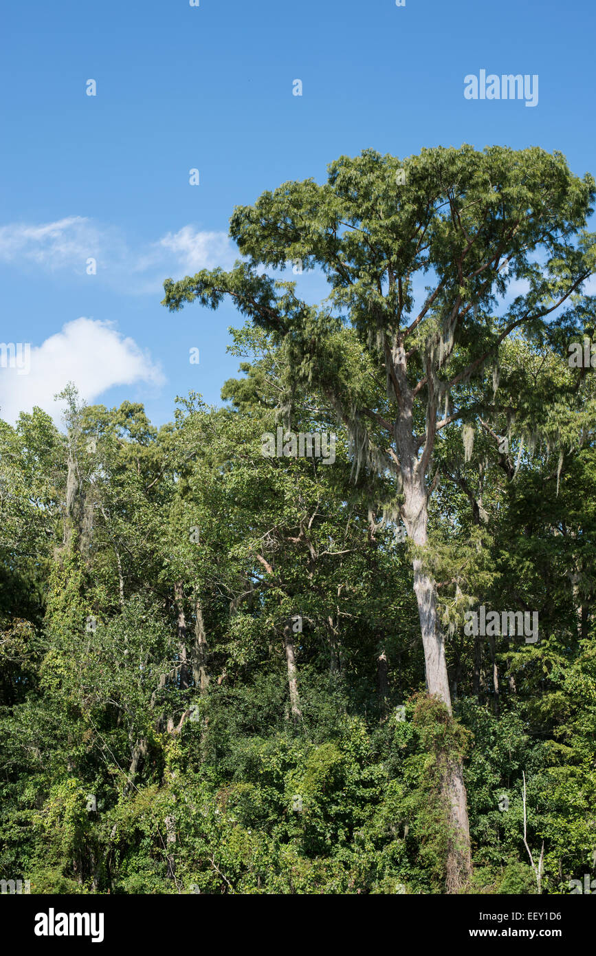 Louisiana swamp land , Delta , wetlands .Mississippi river Stock Photo ...