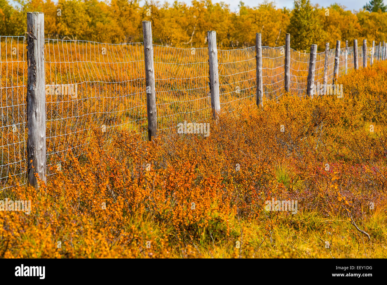 Reindeer fence hi-res stock photography and images - Alamy