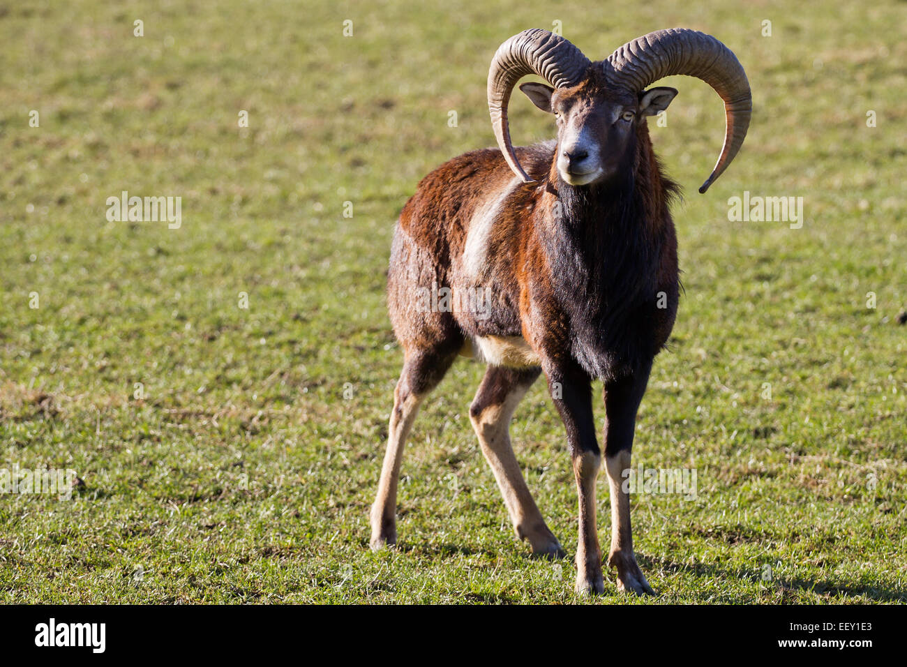 Mufflon moufflon sheep hi-res stock photography and images - Alamy