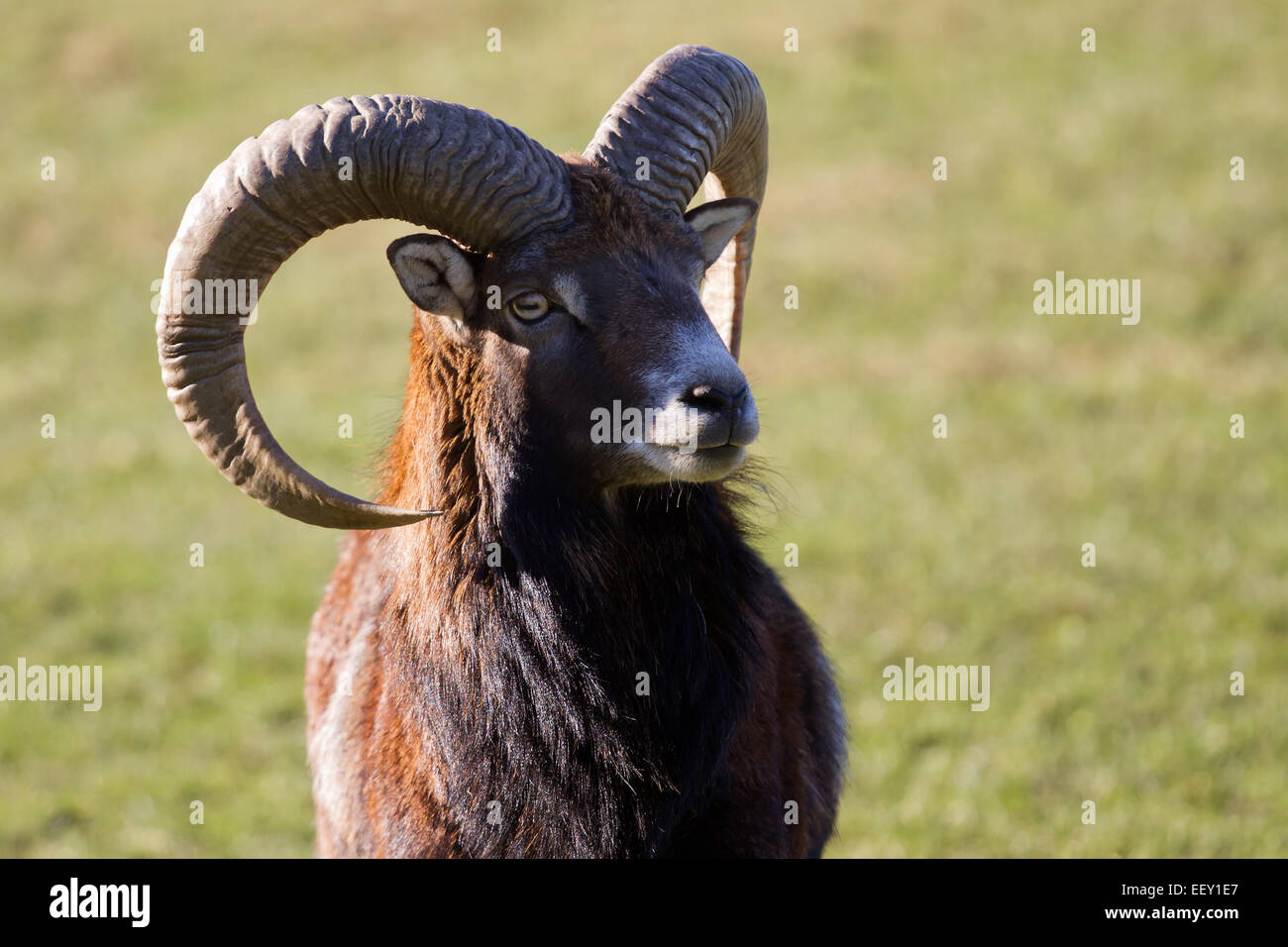 Portrait of mouflon hi-res stock photography and images - Alamy