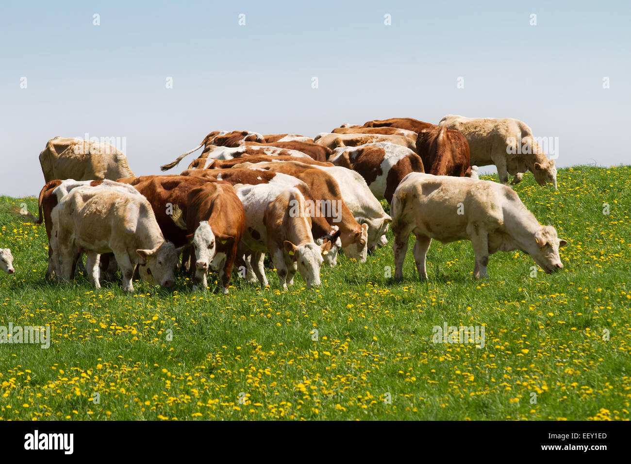 White dairy cows hi-res stock photography and images - Alamy