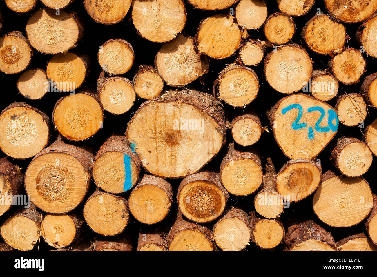 Stack of spruce logs Stock Photo - Alamy