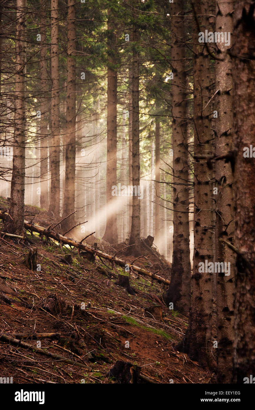 Coniferous forest early in the morning Stock Photo - Alamy