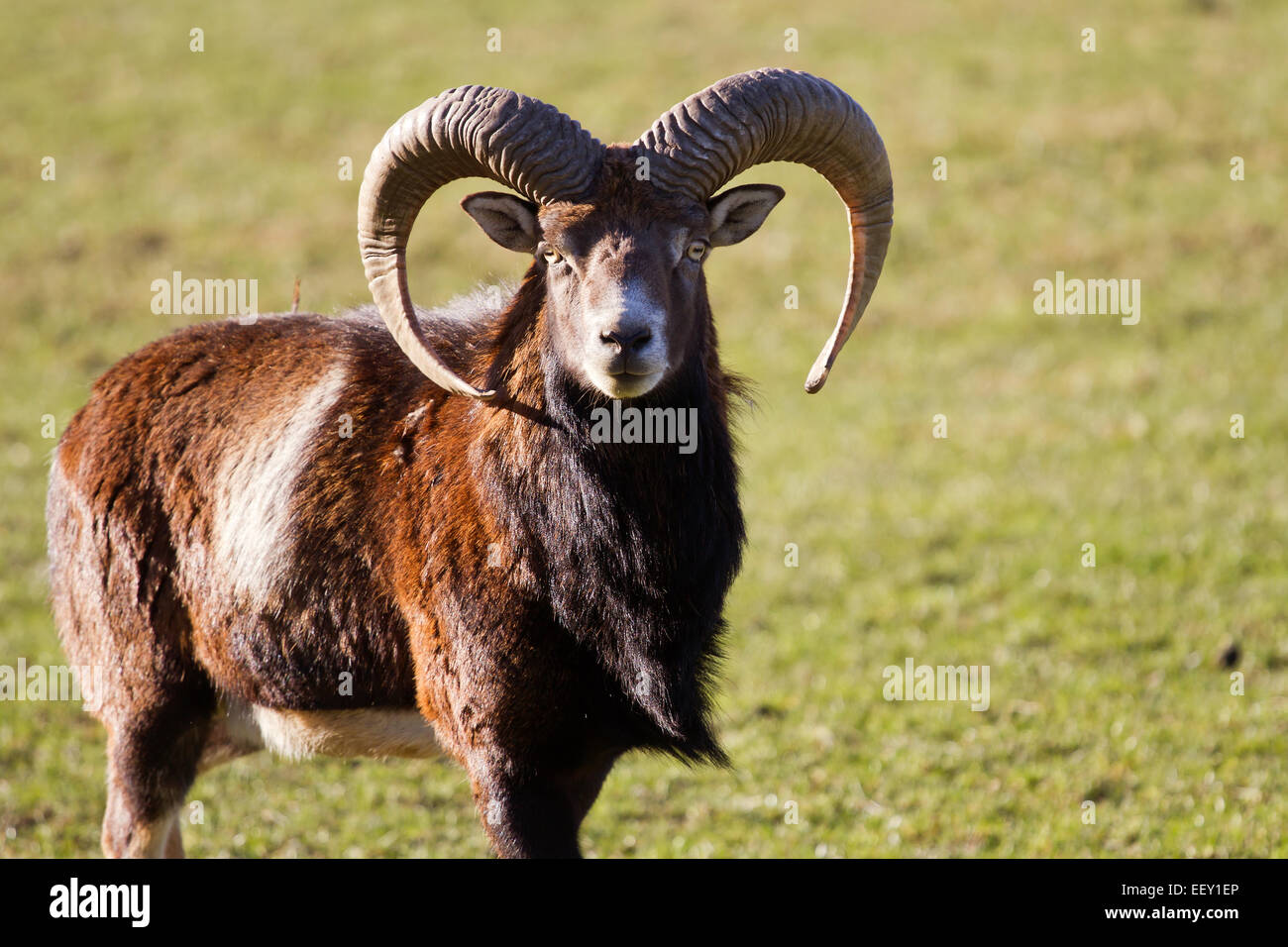 Mouflon in the meadow Stock Photo - Alamy
