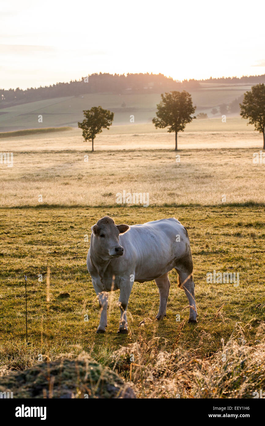 Single cow hi-res stock photography and images - Alamy