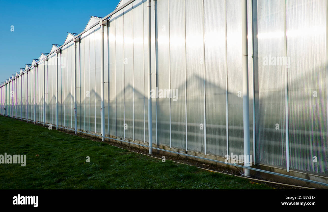 Horticulture, greenhouses in Westland (a region of the Netherlands and ...