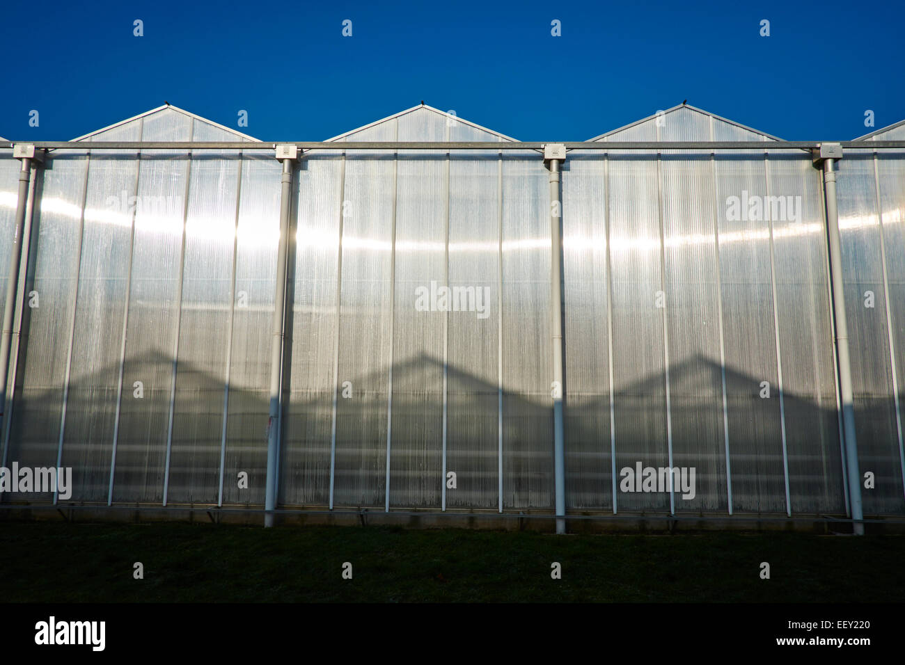 Horticulture greenhouses in westland region hi-res stock photography ...