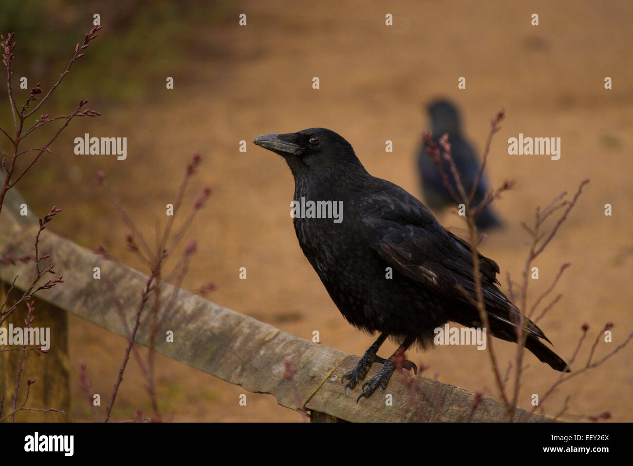 A crow sits on a fence Stock Photo - Alamy