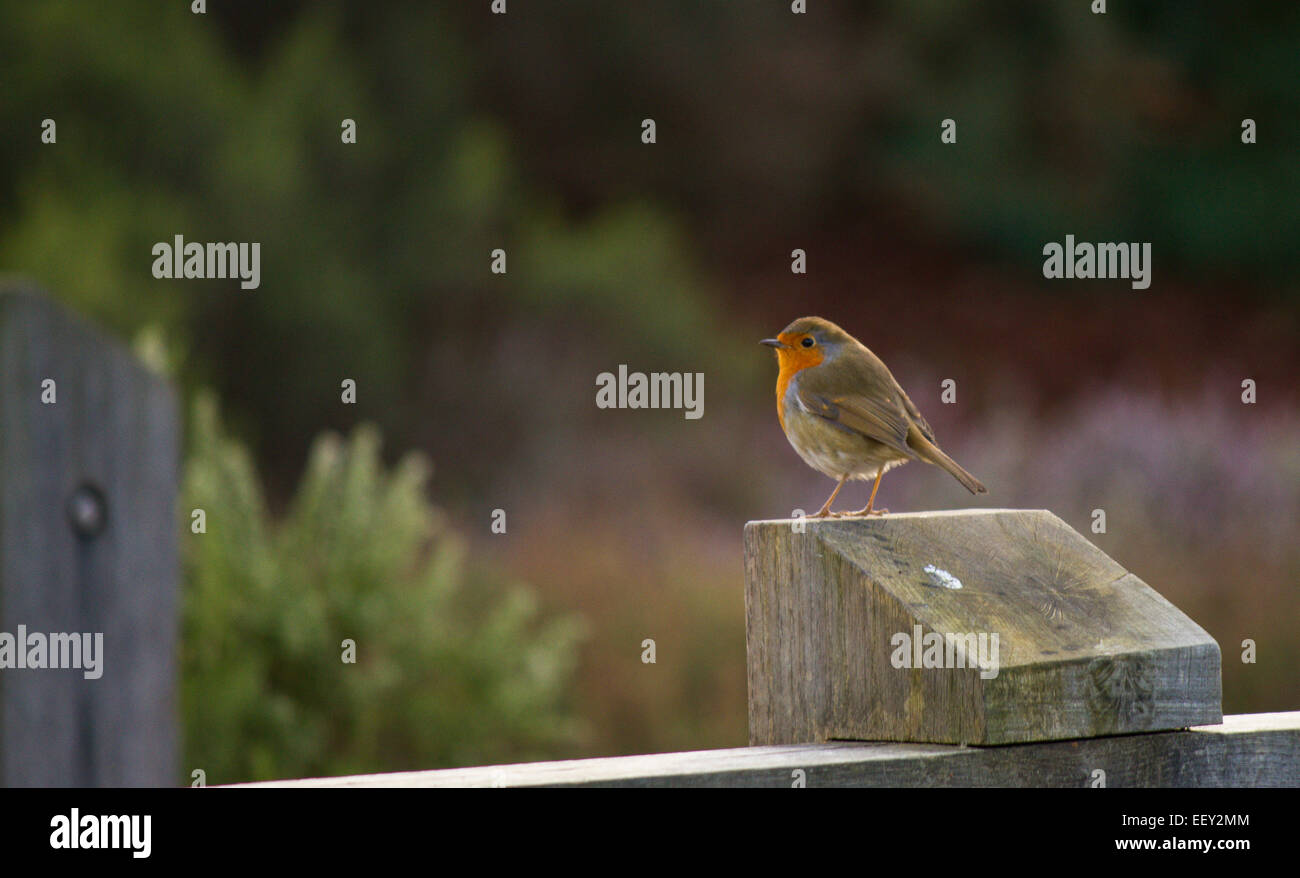 Robin sitting on fence hi-res stock photography and images - Alamy