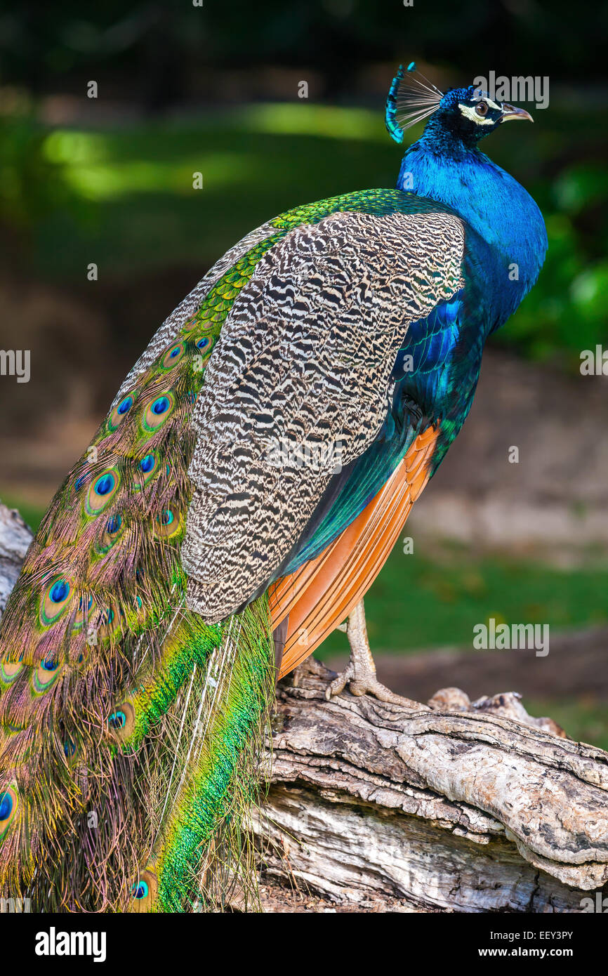 Peacock sitting on tree hi-res stock photography and images - Alamy