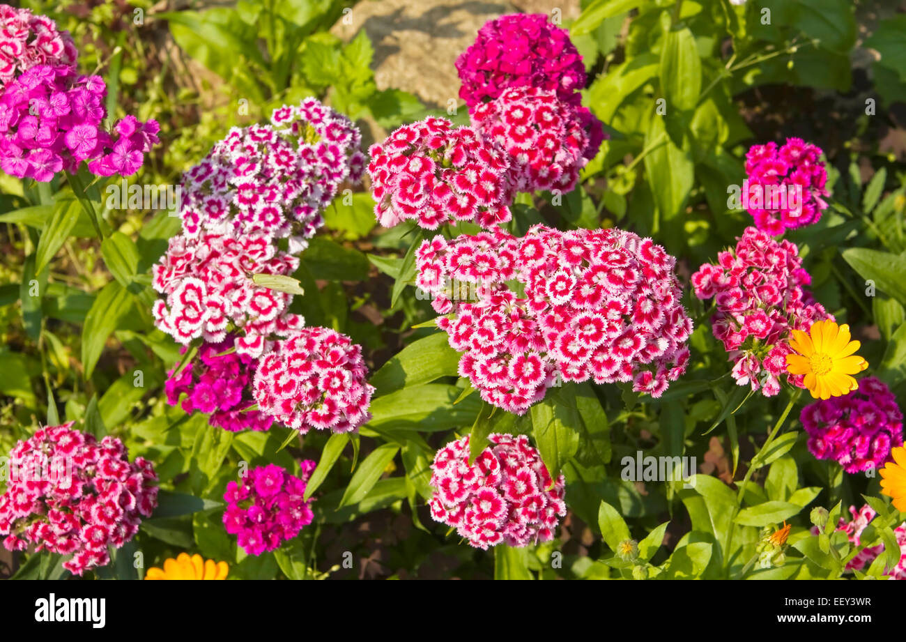 Pinks (lat. clavulus) on flowerbed, horizontal orientation Stock Photo ...