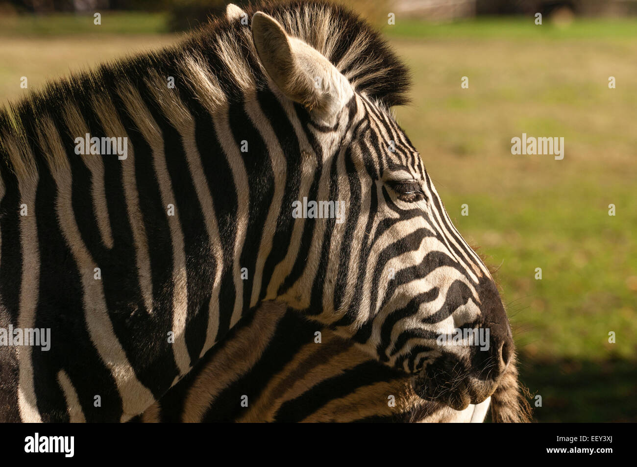 Zebra Headshot High Resolution Stock Photography and Images - Alamy